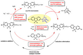 Suzuki–Miyaura catalyst-transfer polymerization: new mechanistic ...