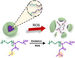 Thioether-based poly(2-oxazoline)s: from optimized synthesis to ...