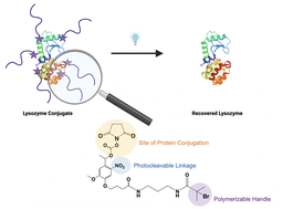 Enzyme-polymer conjugates with photocleavable linkers for control over ...