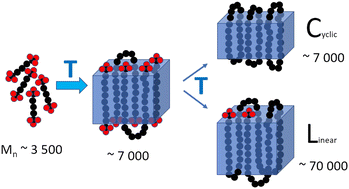 Transformation of poly(l-lactide) crystals composed of linear chains ...