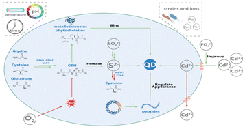 Microbial biosynthesis of quantum dots: regulation and application ...