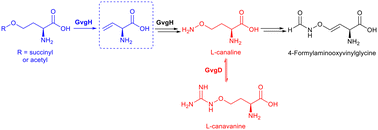 Characterization of GvgD and GvgH encoded in the biosynthetic gene ...