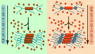 Thermodynamics of the self-assembly of N-annulated perylene bisimides ...