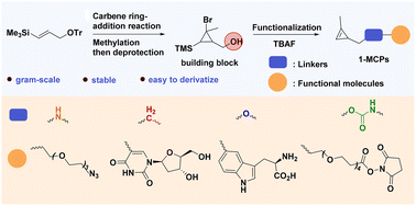 Scalable synthesis of highly stable cyclopropene building blocks ...