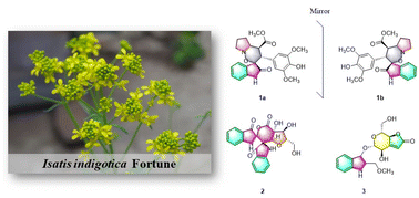Isatin-based spiro indolenine alkaloids from Isatis indigotica Fortune ...