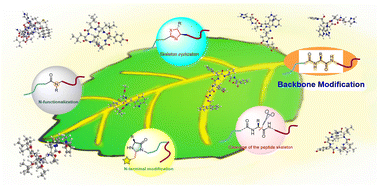Site-selective editing of peptides via backbone modification - Organic ...