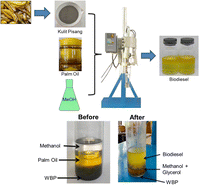 Utilization of waste banana peels as heterogeneous catalysts in room-temperature biodiesel ...