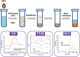 Hexafluoroisopropanol-based deep eutectic solvents for high-performance ...