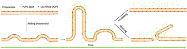 Propranolol induces large-scale remodeling of lipid bilayers: tubules ...