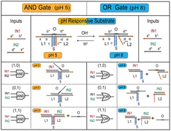 Reconfigurable DNA triplex structure for pH responsive logic gates ...