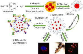 Nano–bio interaction between human immunoglobulin G and nontoxic, near ...