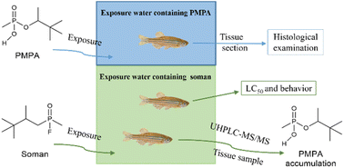 Toxic effects and bioaccumulation of pinacolyl methylphosphonate acid ...