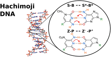 How proton transfer impacts hachimoji DNA - RSC Advances (RSC Publishing)