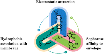 Sophorolipid-toluidine blue conjugates for improved antibacterial ...