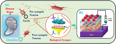 Synaptic plasticity and learning behaviour in multilevel memristive ...
