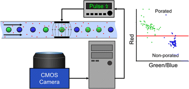 Continuous microfluidic flow-through protocol for selective and image-activated electroporation ...