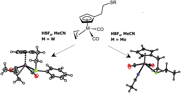Stabilization of propene molybdenum and tungsten half–sandwich ...