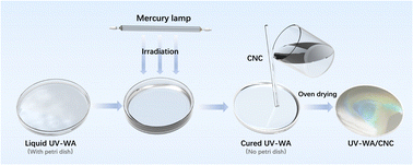Improving the decorative performance of UV-curable coatings with ...