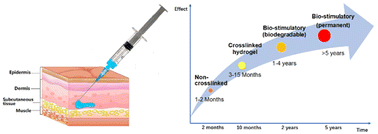 Injectable fillers: current status, physicochemical properties ...