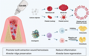 Effect of injectable calcium alginate–amelogenin hydrogel on macrophage ...