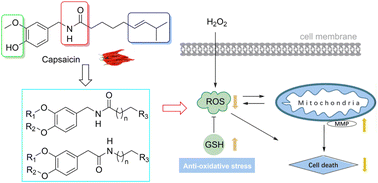 Synthesis and biological evaluation of capsaicin analogues as ...