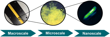 Vibrational spectroscopy as a probe of heterogeneities within ...