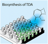 Biosynthesis enhancement of tropodithietic acid (TDA) antibacterial ...