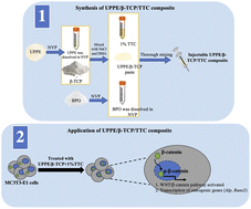 Enhancing osteogenic differentiation of MC3T3-E1 cells during ...