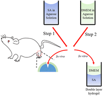In situ fabrication of an anisotropic double-layer hydrogel as a bio ...