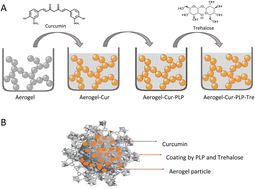Curcumin-loaded porous particles functionalized with pH-responsive cell ...