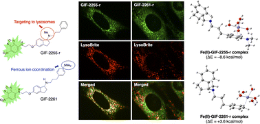 Structural features localizing the ferroptosis inhibitor GIF-2197-r to ...