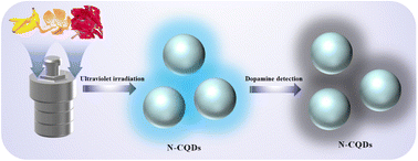 Preparation of carbon quantum dot fluorescent probe from waste fruit ...