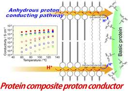 Anhydrous proton conductor consisting of protamine–monododecyl ...