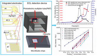Rapid and sensitive electrochemiluminescence detection using easily ...