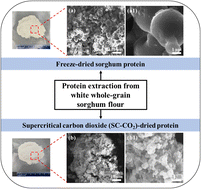 Effect of a novel drying method based on supercritical carbon dioxide ...
