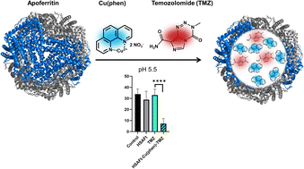 Encapsulation of copper phenanthroline within horse spleen apoferritin ...