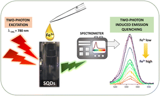Two-photon excited luminescence of sulfur quantum dots for heavy metal ...