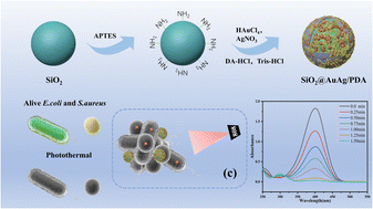 SiO2@AuAg/PDA hybrid nanospheres with photo-thermally enhanced ...