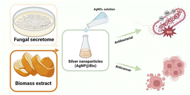 Biogenic silver nanoparticles' antibacterial activity and cytotoxicity ...