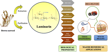 From algae to advancements: laminarin in biomedicine - RSC Advances ...