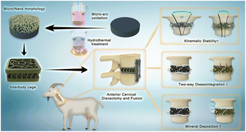 A novel porous interbody fusion cage modified by microarc oxidation and ...