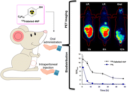 Bioaccumulation and in vivo tracking of radiolabeled 4-nonylphenol in ...