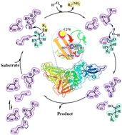 Unraveling the catalytic mechanism of SARS-CoV-2 papain-like protease ...