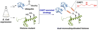 The expedient, CAET-assisted synthesis of dual-monoubiquitinated ...