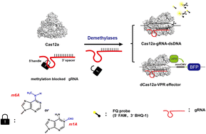 Regulation of the CRISPR-Cas12a system by methylation and demethylation ...
