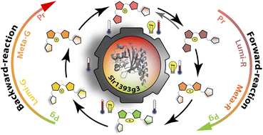 Photocycle of a cyanobacteriochrome: a charge defect on ring C impairs ...