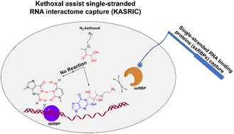 Rna Binding Protein