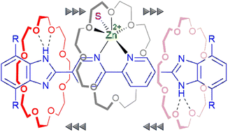 A translationally active ligand based on a [2]rotaxane molecular ...