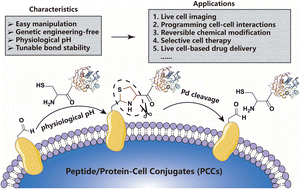 Catalyst-free thiazolidine formation chemistry enables the facile ...