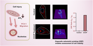 Quantifying cell viability through organelle ratiometric probing ...